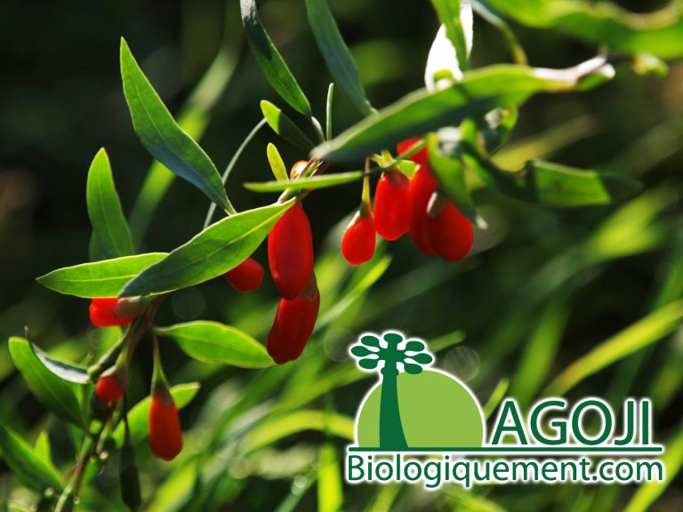 Arbre plante Goji Lyciet Lycium barbarum, Lycium halimifolium - Goji ...